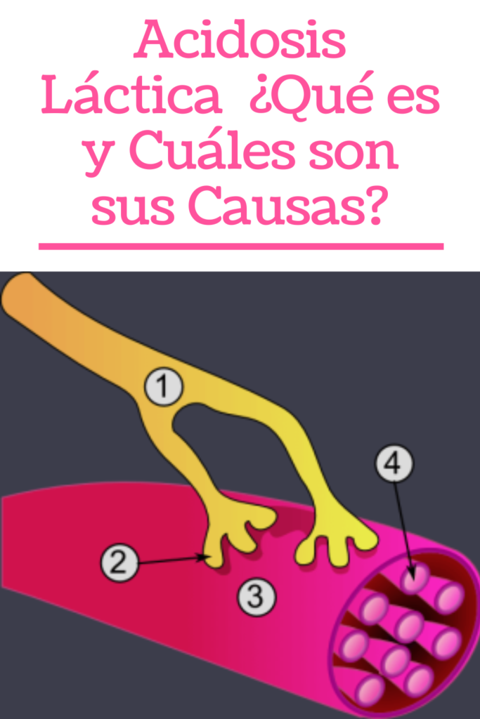 Acidosis Láctica ¿Qué es y Cuáles son sus Causas?﻿ - Salud X Desarrollo